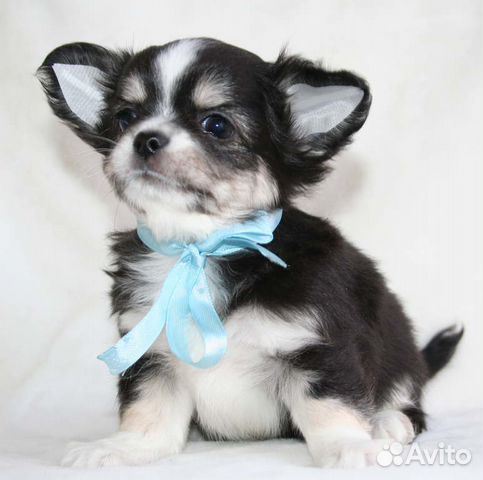 Два сыночка и лапочка-дочка