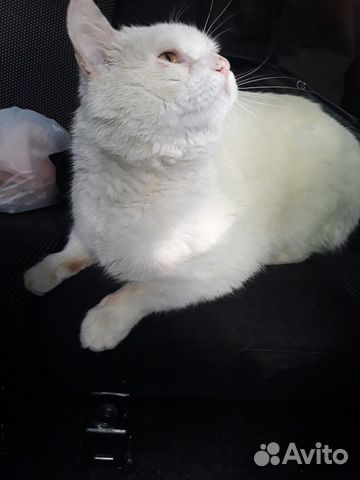 Кот Беляшик