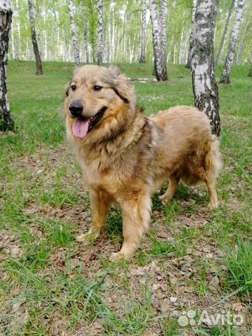 Собака в дар