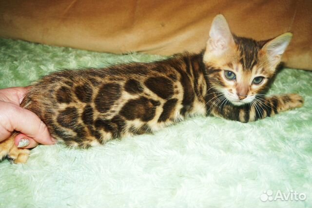 Очаровательные мальчики и девочки бенгалята