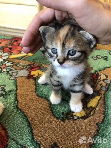 Котёнок трехцветный девочка трехцветная