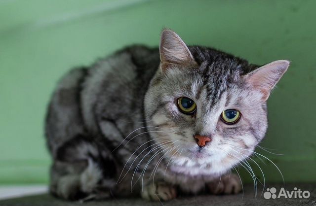 Котик в добрые руки