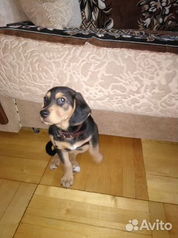 Отдам в хорошие руки