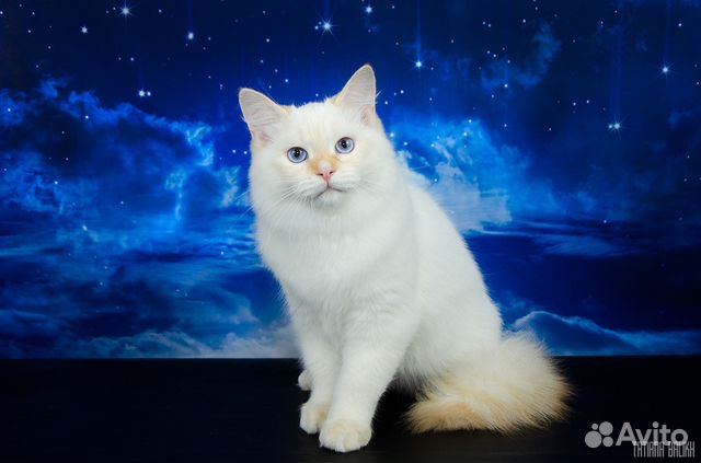 Невский маскарадный котёнок с родословной