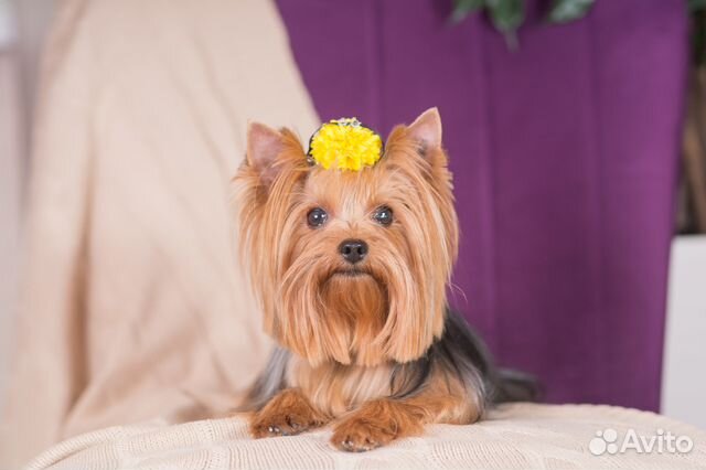 Вязка. Йоркширский терьер ищет невесту