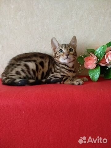 Бенгалы котята