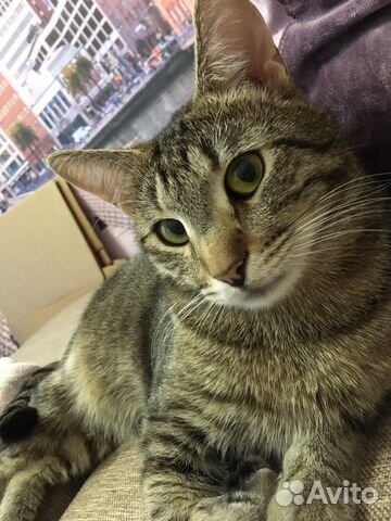 Отдам кота в добрые руки