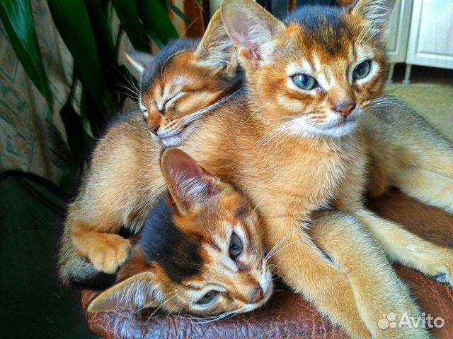 Котята абиссинцы 3 месяца