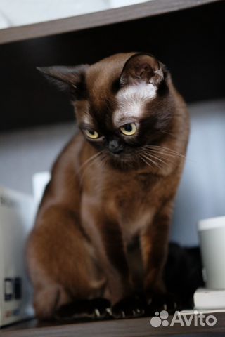 Американская бурма кошка