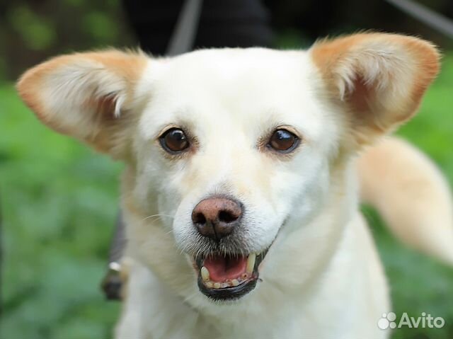 Юша. Маленькая собачка добрая. Бесплатно