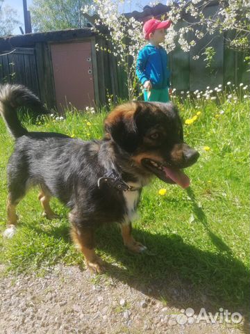 Дени 2 года 30 см в холке