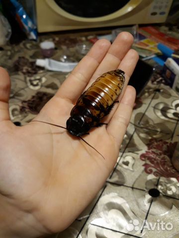 Мадагаскарский таракан