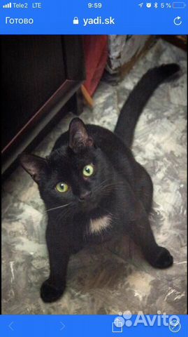 Красавчик Марсель ждёт свою семью