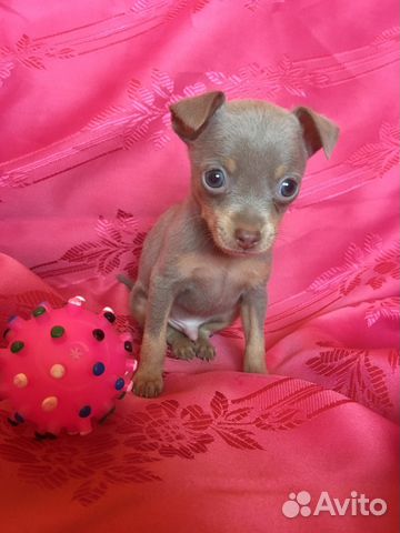 Кукольные мини крохи