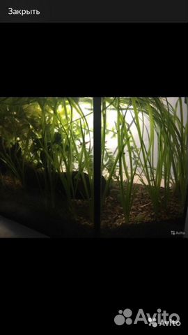 Валлинсерия и риччия