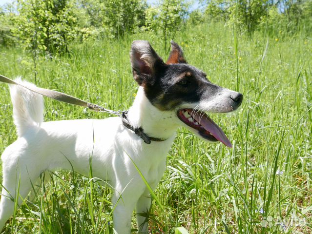 Щенок девочка Марта в добрые руки