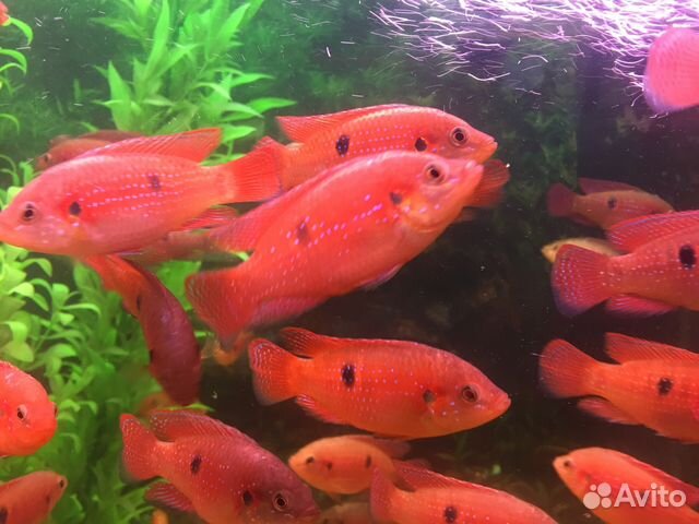 Хромис красный (Hemichromis lifalili)