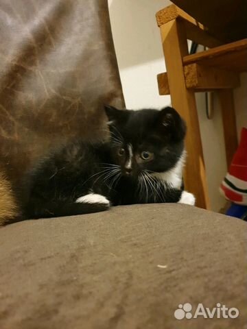 Котик красавчик в белых носочках