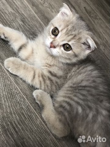 Шотладская девочка Ay21 Голубая на золоте Скоттиш