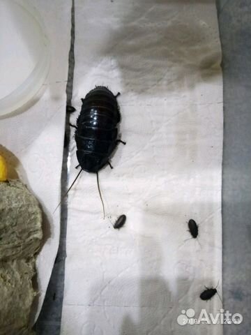 Мадагаскарские шипящие тараканы