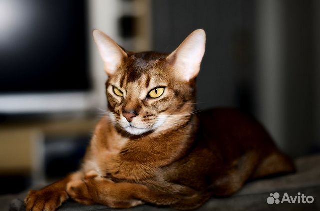 Отдам Абиссинскую кошечку