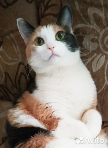 Кошка Мурёнка в дар