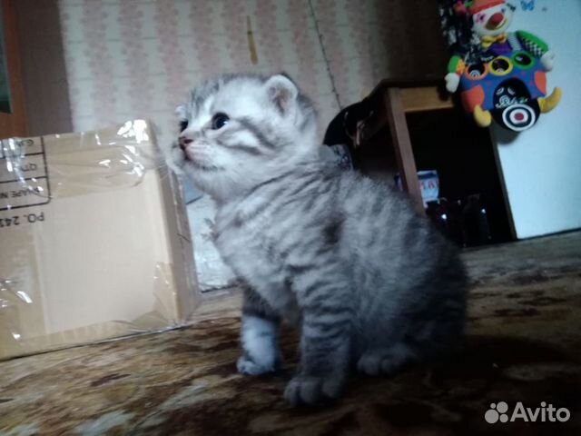 Продаётся котенок