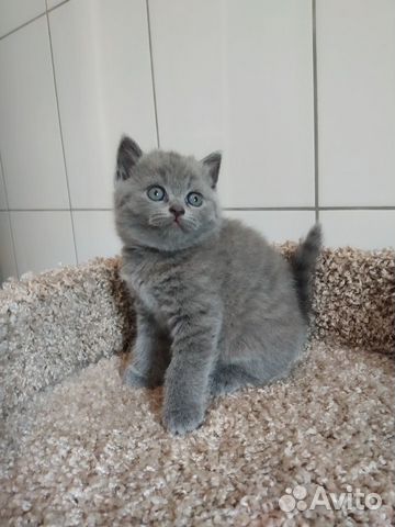 Продаются британские котята 3серые/ коричневая