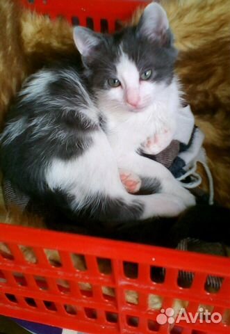 Отдам в добрые ручки