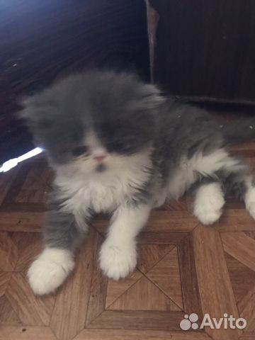 Персидские пушистики