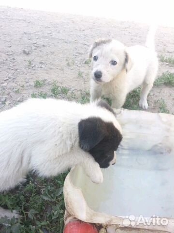 Заберите кутят в добрые руки