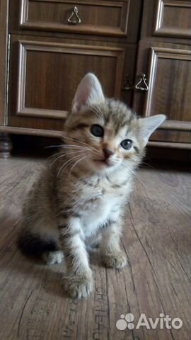Котёнок девочка 1,5мес