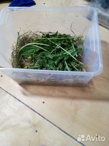 Продам черепашку