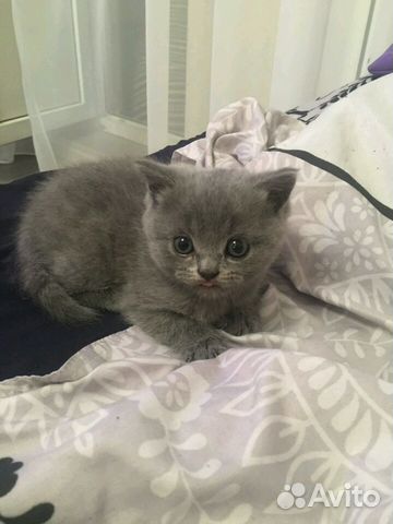 Британские котята