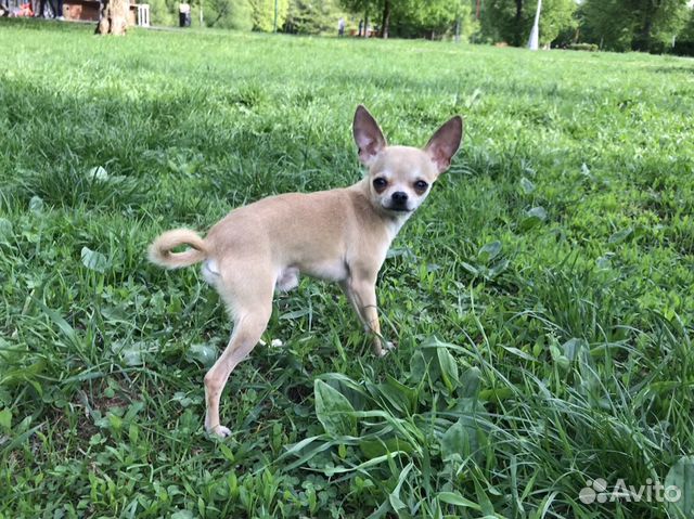 Вязка Мини Той-терьер