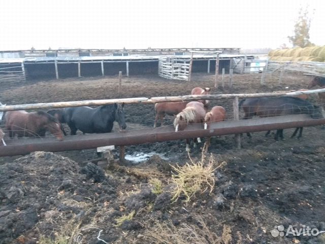Лошади жеребята конематки