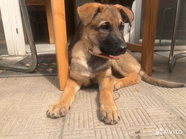 Щенок Джули