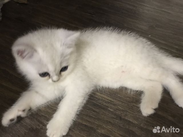 Серебристая шиншилла