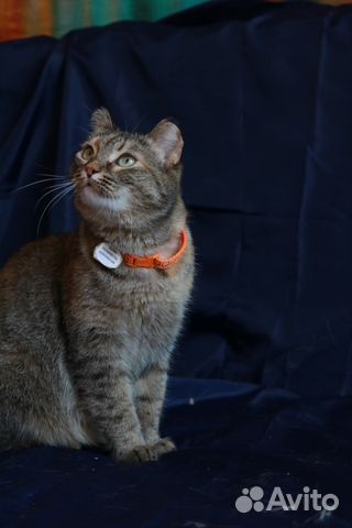 Красавица, стерилизованная, лапуля