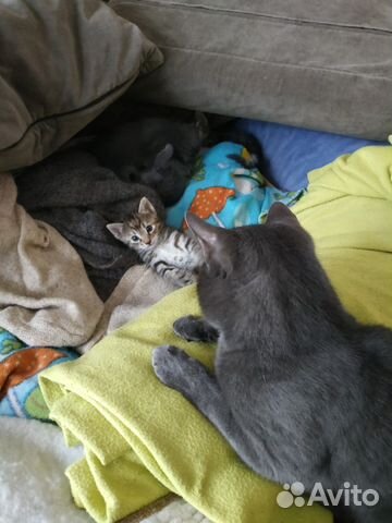 Русский полосатый котенок :)