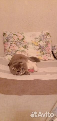 Вислоухая кошечка (8 месяцев)