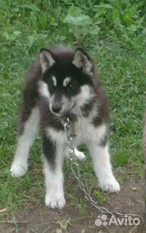 Щенок хаски