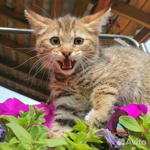 Настоящие пиксибобы, котята - рысята