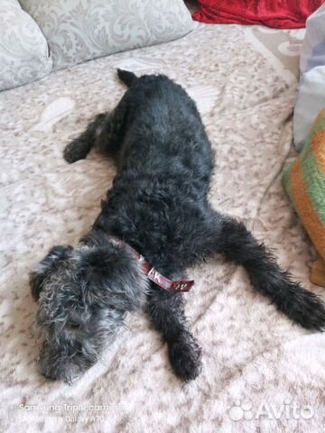 Щенок от пуделя и миттельшнауцера