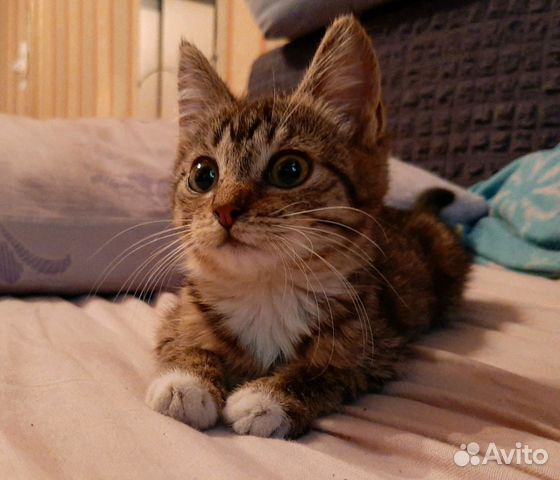 Котенок девочка 3.5 месяца. Ищет семью