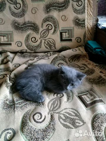 Котёнок мальчик