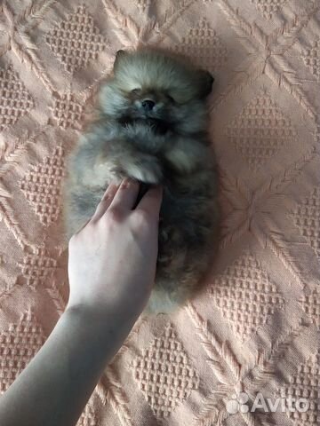 Породистый шпиц