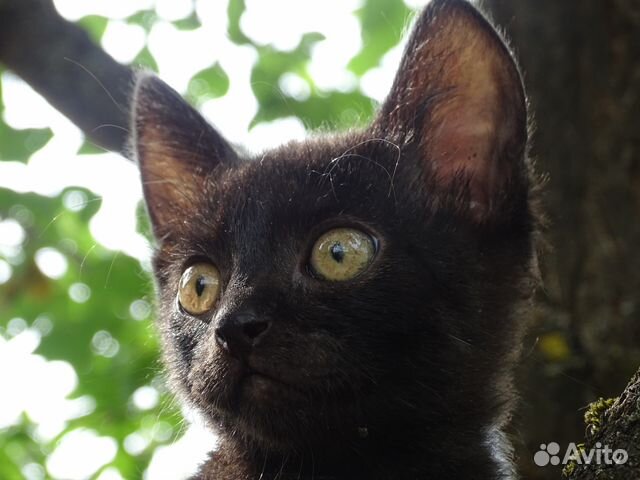 Котёнок ищет дом