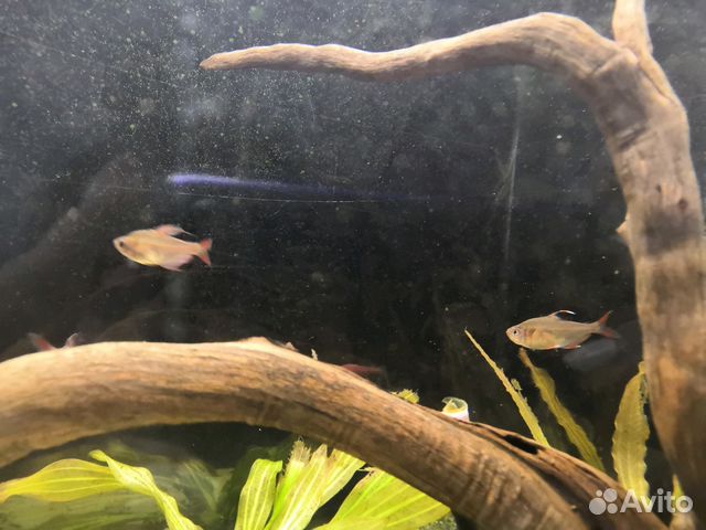 Тернеции и орнатусы