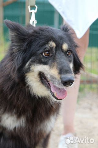 Принц ищет дом